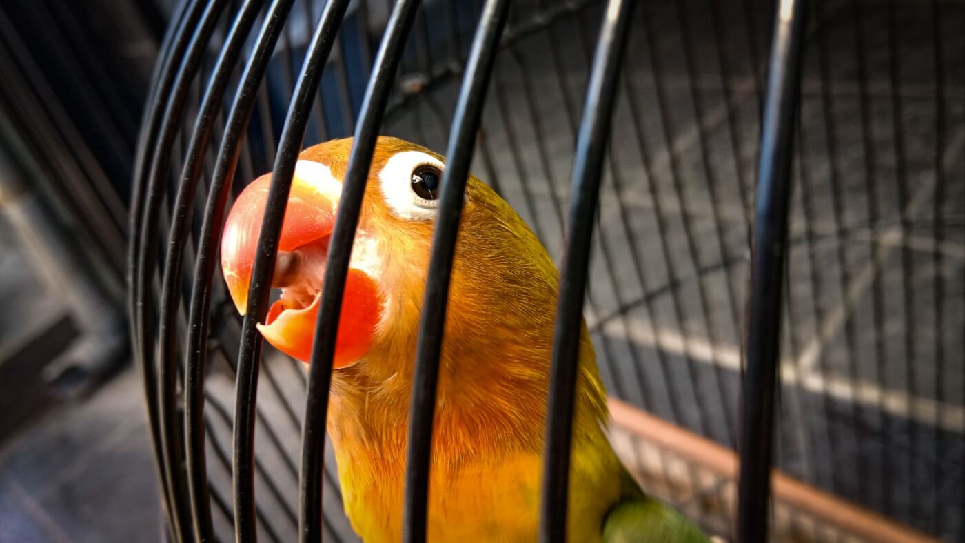 How Hard Is It to Care for a Bird? What You Need to Know | PETA