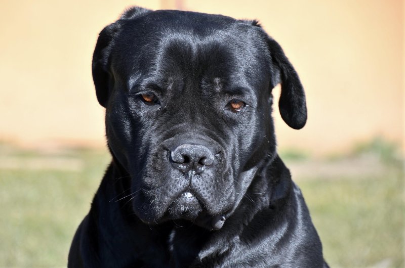 5 Health Issues a Cane Corso Is Likely to Have | PETA