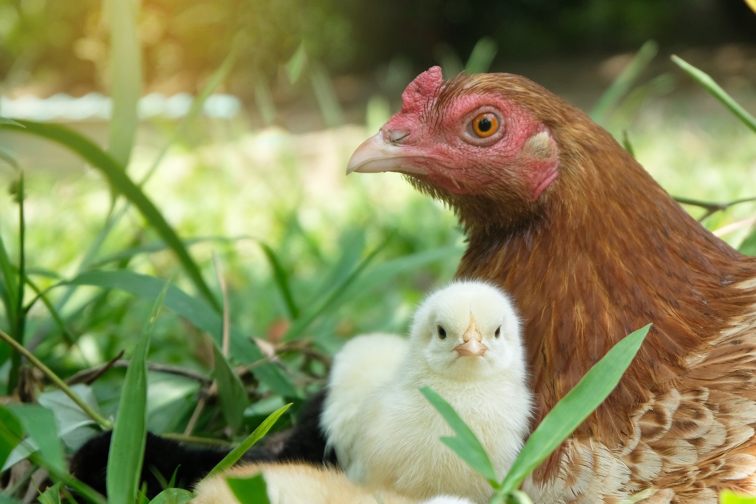 Victoria’s Secret Show Goes from 620,000 Feathers to Zero | PETA