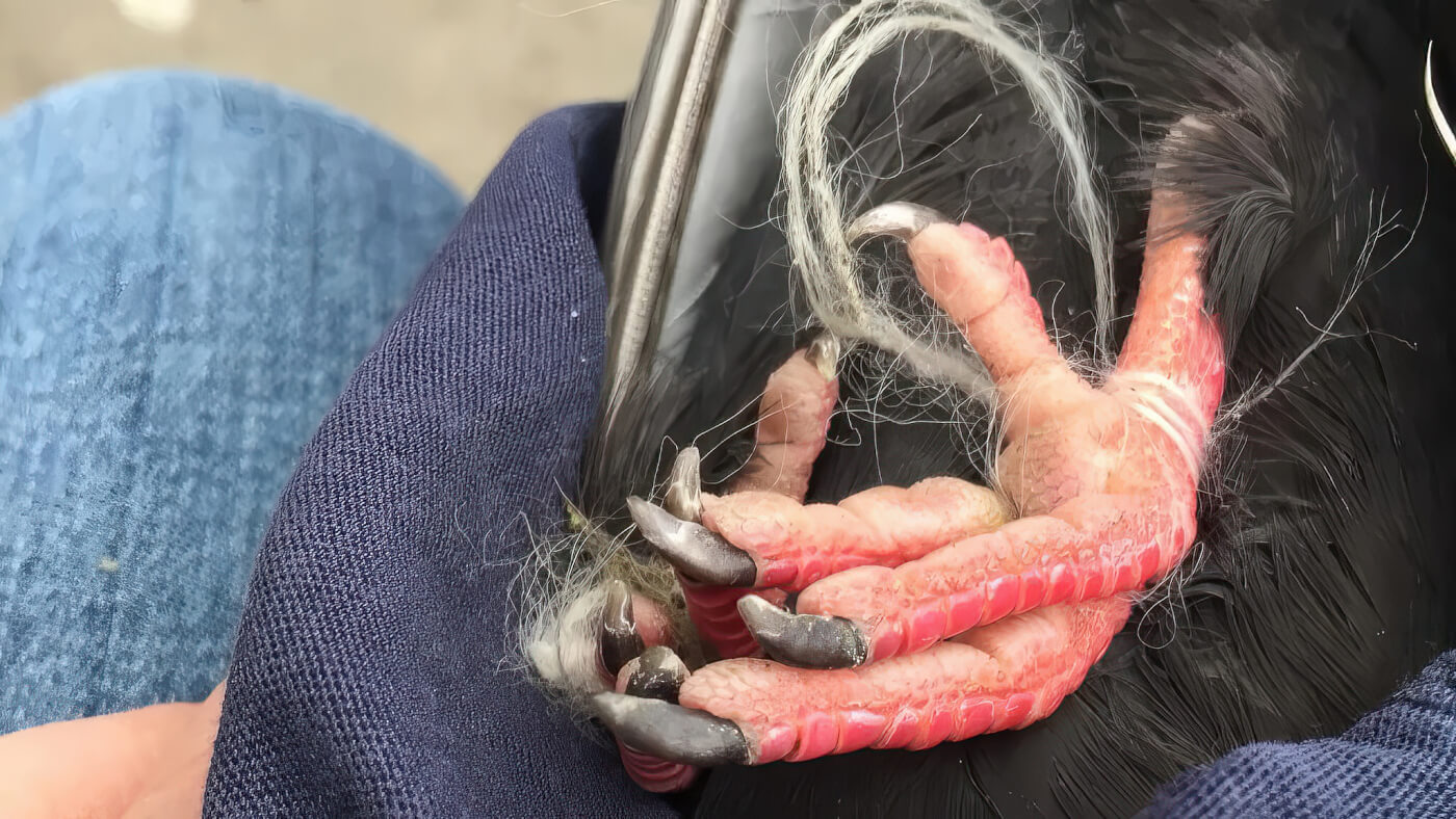 ‘Amanda, What Are You Doing With That Pigeon?!’ | PETA