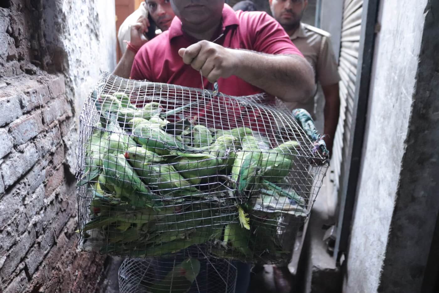 A Bird in a Cage Puts All Heaven in a Rage: Nearly 2,000 Birds Rescued ...