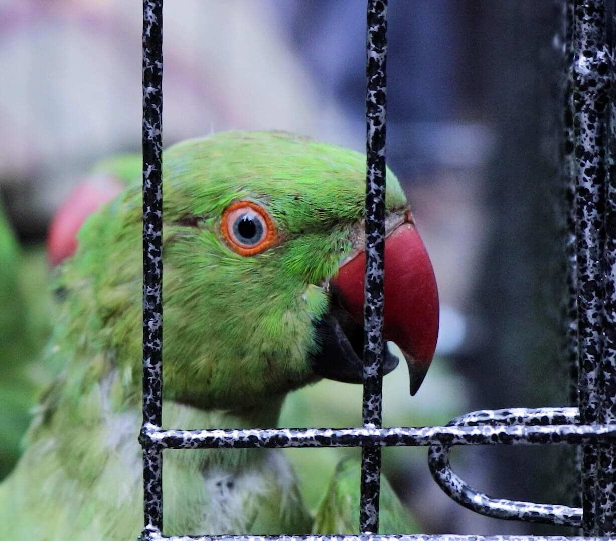 A Bird in a Cage Puts All Heaven in a Rage: Nearly 2,000 Birds Rescued ...