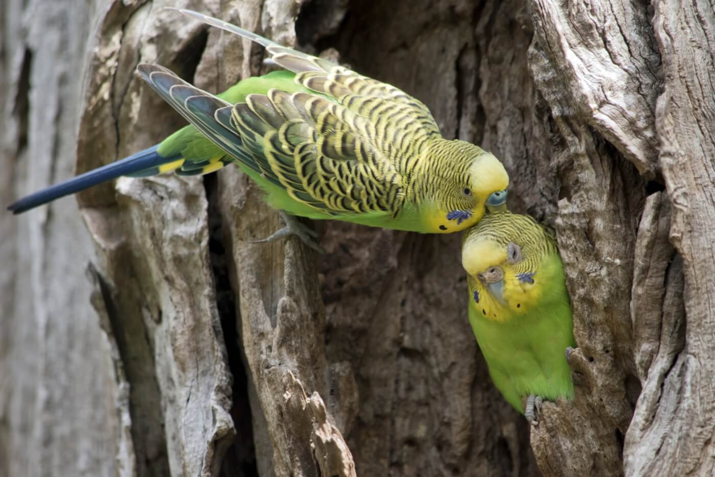 A Bird in a Cage Puts All Heaven in a Rage: Nearly 2,000 Birds Rescued ...