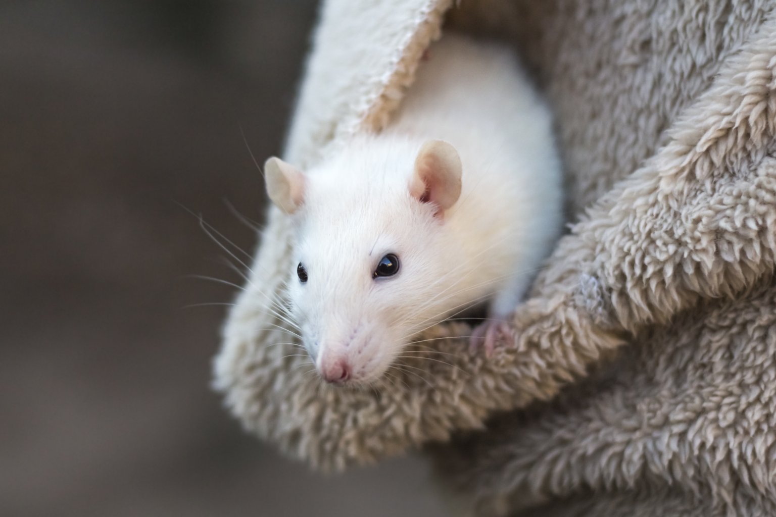 EPA Recommits to Ending Animal Tests by 2035 | PETA