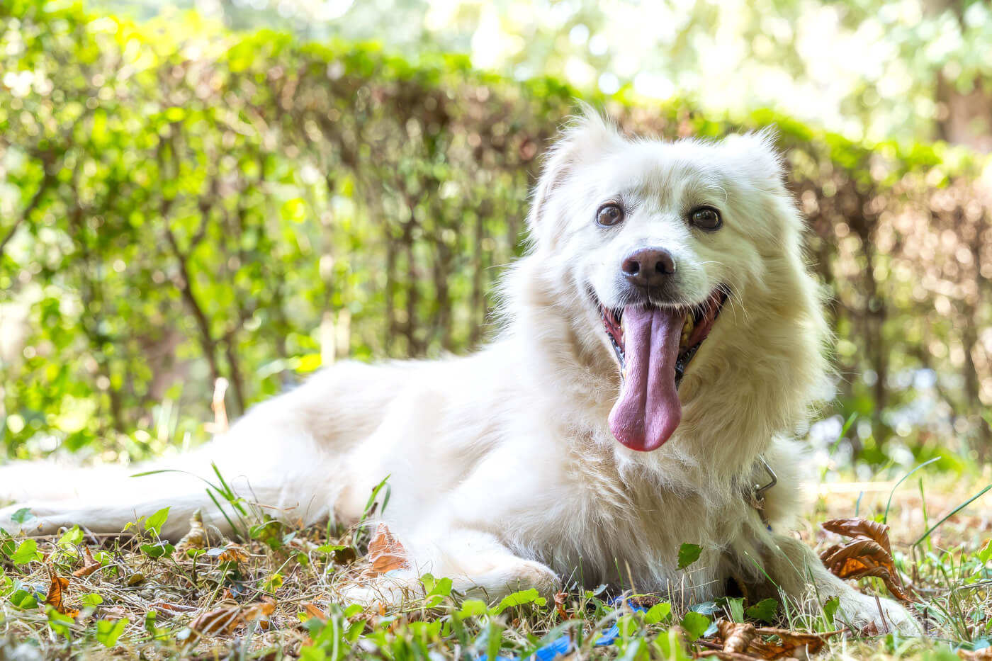 300,000 Dogs and Cats Have Had a PETA ‘Fix’! | PETA