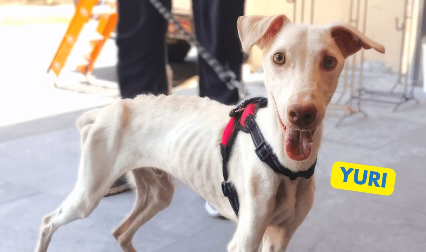 300,000 Dogs and Cats Have Had a PETA ‘Fix’! | PETA