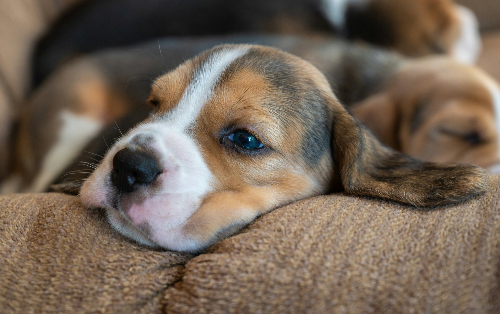 FDA Removing Animals from Antibody Tests is a Game Changer | PETA