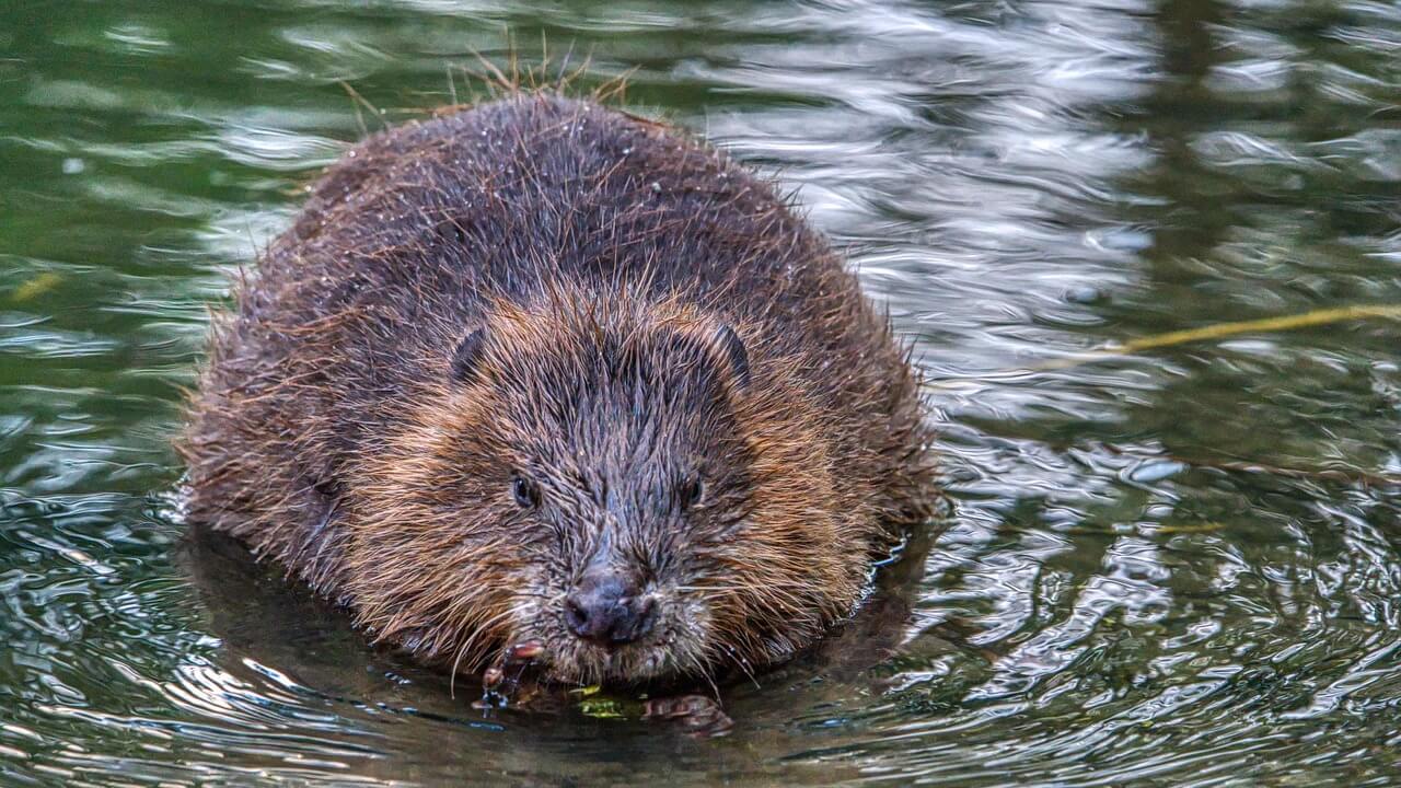 Urge the City of Mobile, Alabama, to Nix Beaver Massacre! | PETA