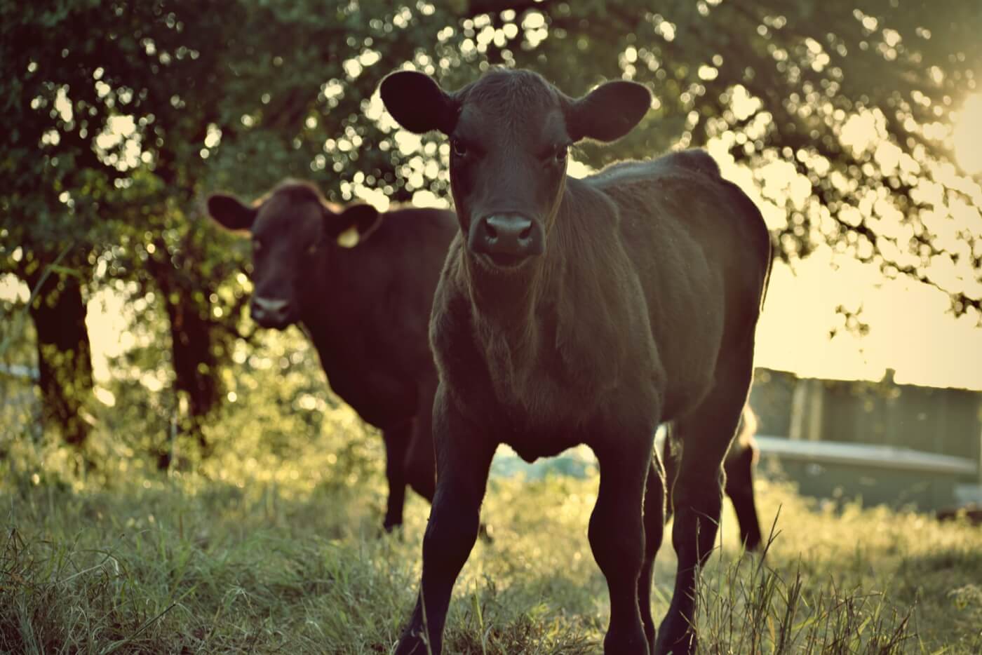 Think “Grass-Fed” Beef Is Better? Read This | PETA