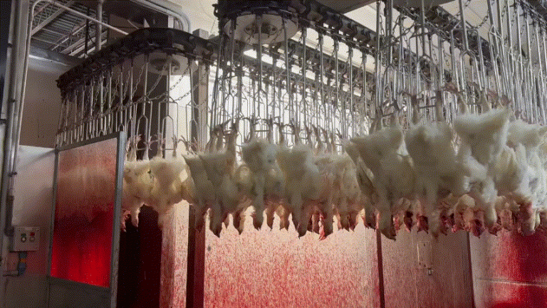 VIDEO: Farmer Focus Chicken and Alleged ‘Traceable’ Deception | PETA