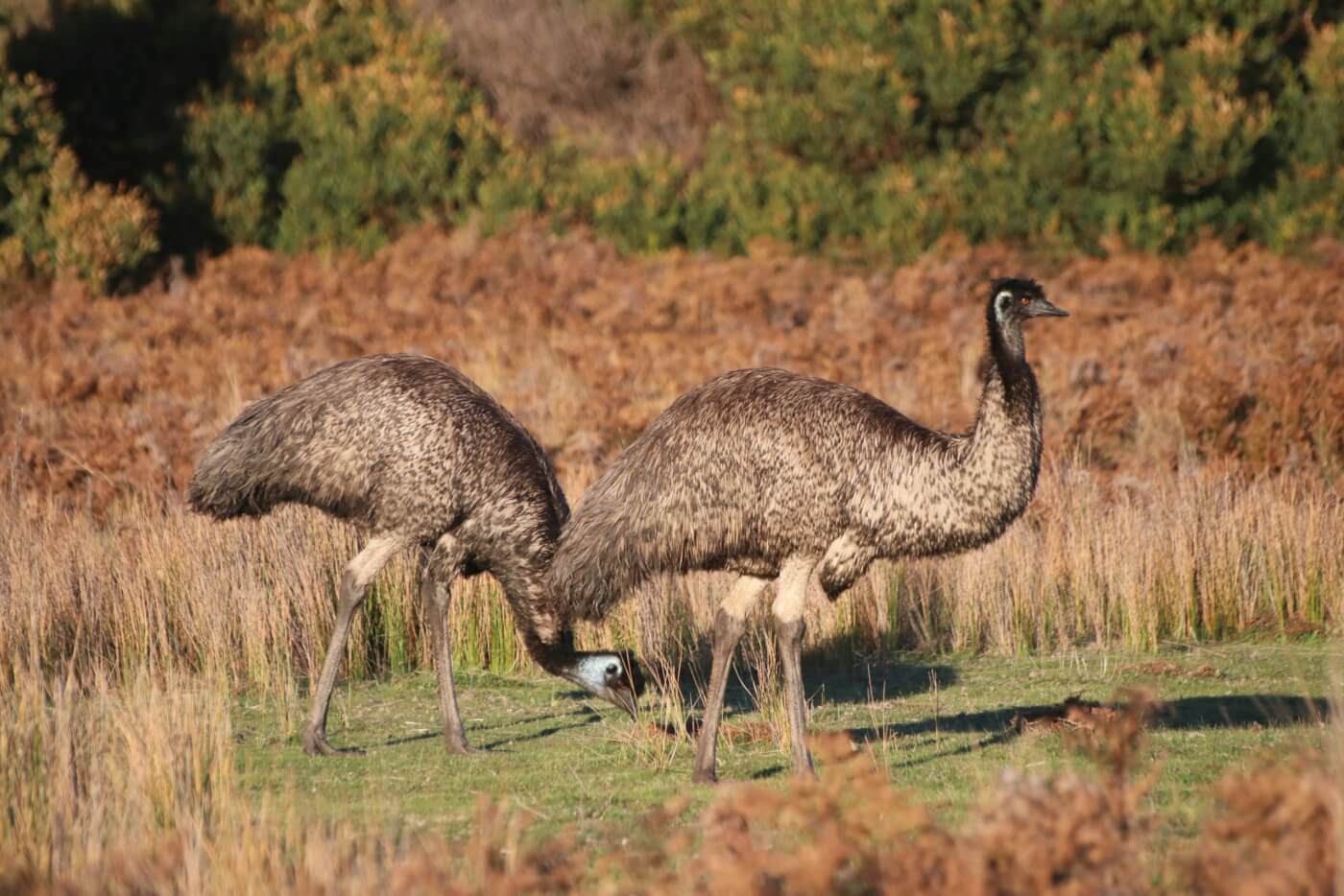 Where Emu Oil Comes From and Why It’s Cruel | PETA