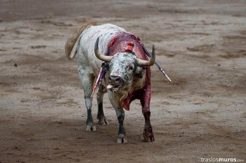 Urge Verónica Delgadillo to Ban Bullfighting in Guadalajara | PETA