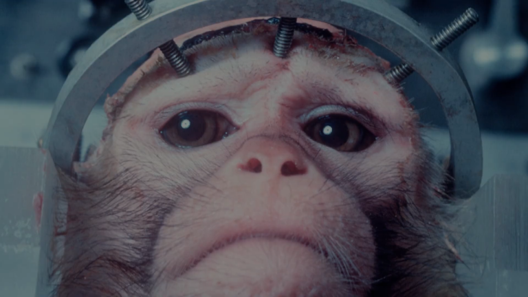 Seattle Monkey Lab Targeted in New PETA Video From ‘American Psycho ...
