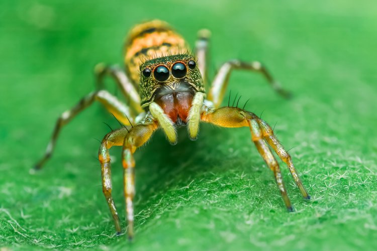 5 Reasons Why Jumping Spiders Are Not ‘Pets’ | PETA