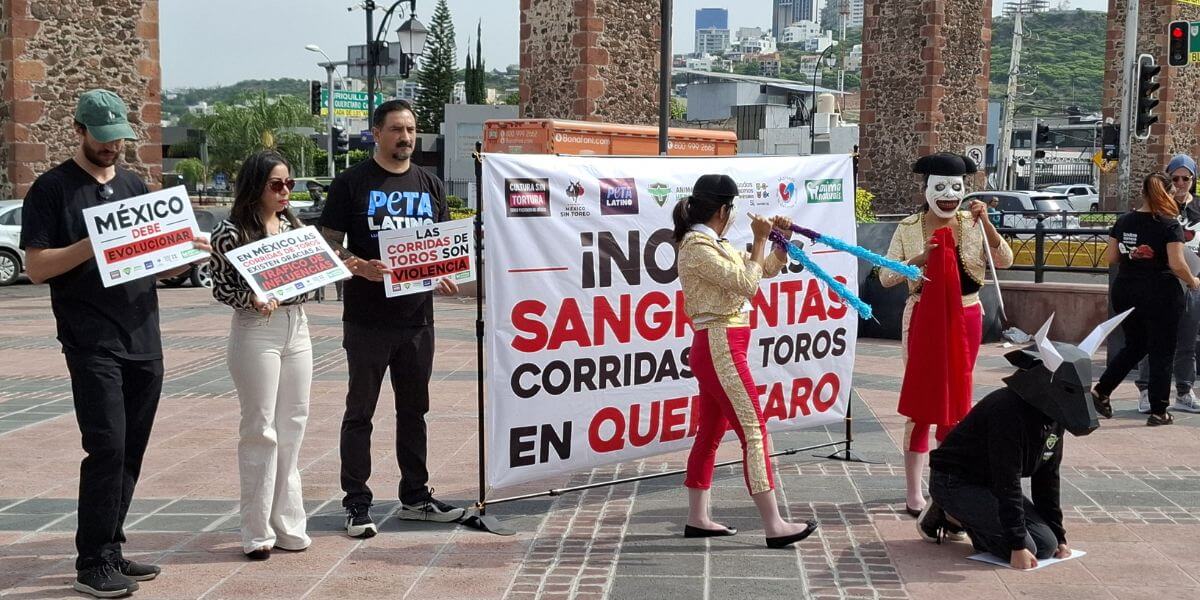 PETA Latino’s Work to End Bullfighting in Mexico | News