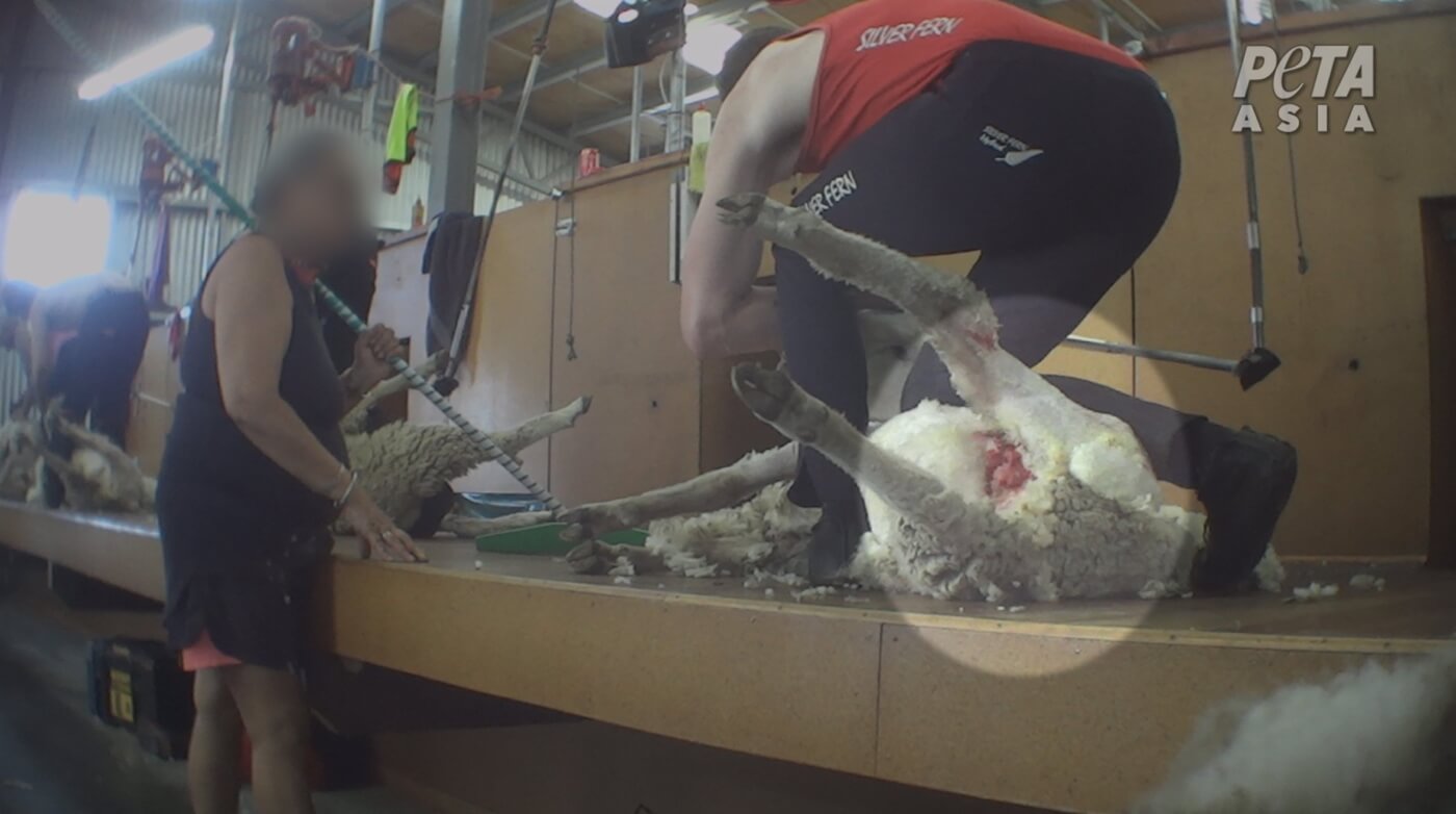 World’s First Look Into New Zealand Sheep Slaughterhouse | PETA
