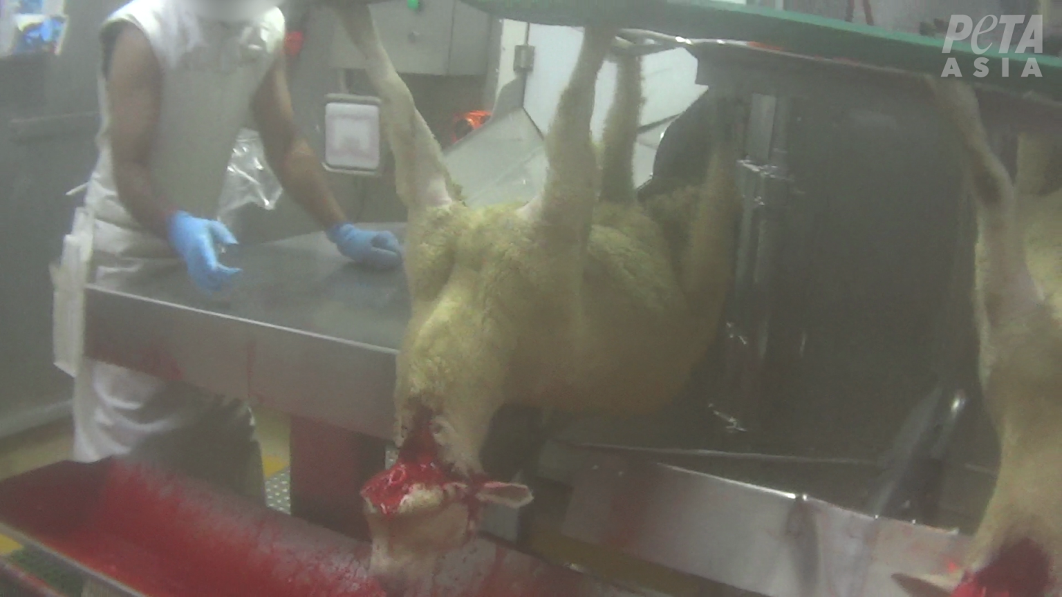 World’s First Look Into New Zealand Sheep Slaughterhouse | PETA
