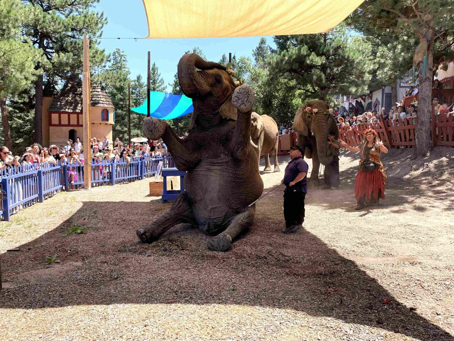 Victory! Cruel Elephant Shows Stopped by Colorado Parks & Wildlife | PETA