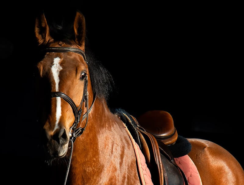 Medieval Times is a Royal Pain for Animals | PETA