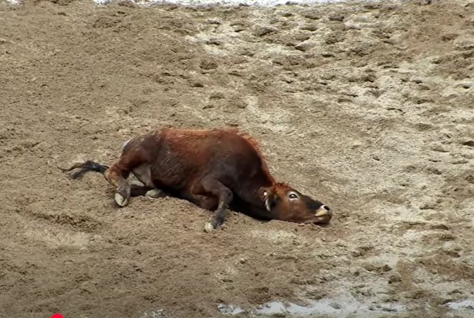 UPDATE: Speak Out Against Barbaric “Steer-Tailing” in Illinois! | PETA