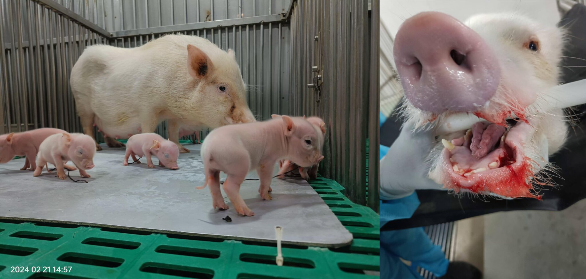 SHUT IT DOWN: Dogs Lying in Pools of Blood, Monkeys Slaughtered in ...