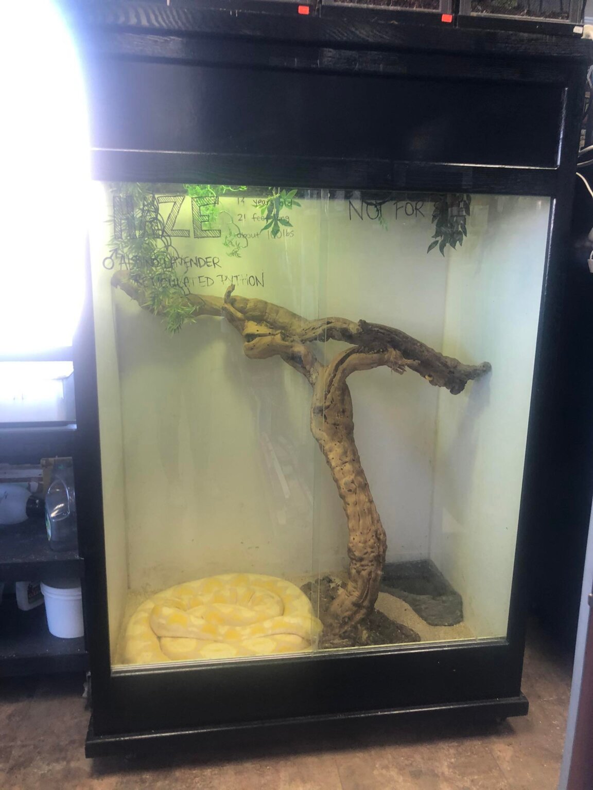 Snakes at Pet Store in Burbank, California, Need Your Help! | PETA
