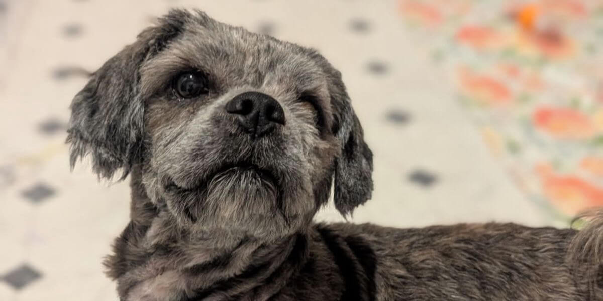 Can You Give Adoptable Dog George His Own Mount Vernon? | PETA