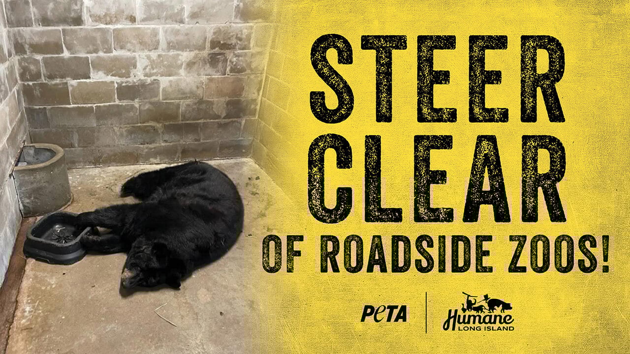 Notorious Local Roadside Zoo to Get Visit From PETA After Death of ...