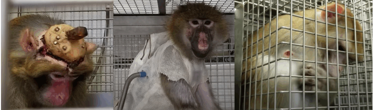 New Video Released to PETA Reveals Monkeys Injured, Driven Mad at Mass ...