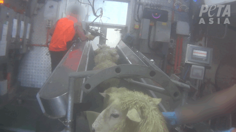 Icebreaker’s ‘Ethical Wool’ Sales Face Scrutiny After PETA Exposes ...