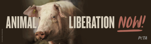 Pig Wounded, Bleeding After Being Pushed Off Trailer at Local ...