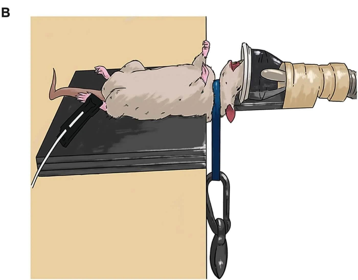 Aussie Experimenters Strangle Rats in Domestic Violence Tests | PETA