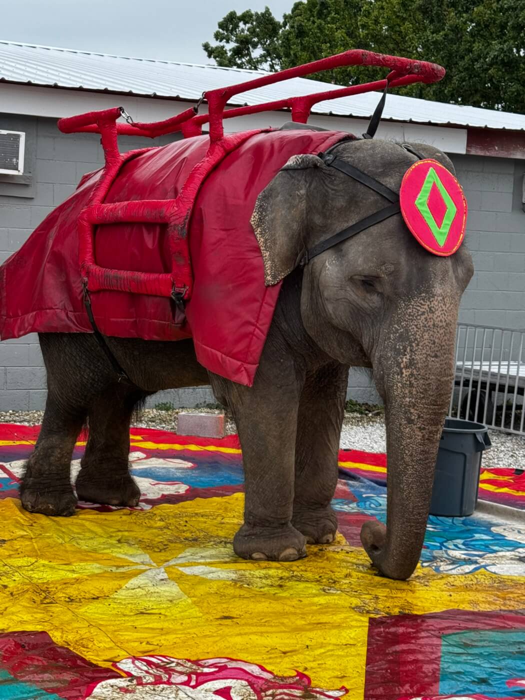 Depressed, Disabled Elephant Dragged to San Antonio; PETA Urges Feds to ...