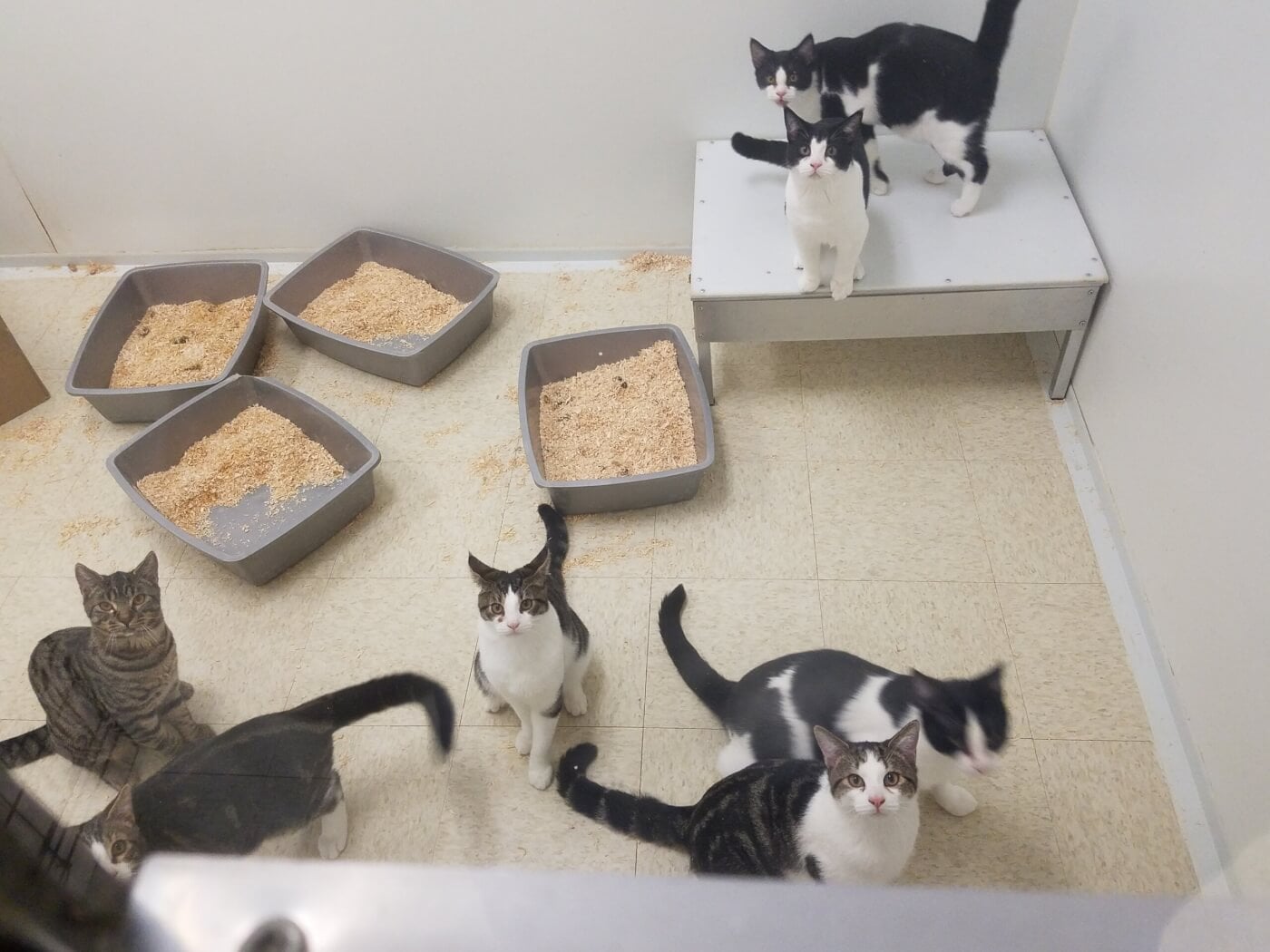 How PETA’s Investigator Sprang Temple From a Seedy Lab | PETA