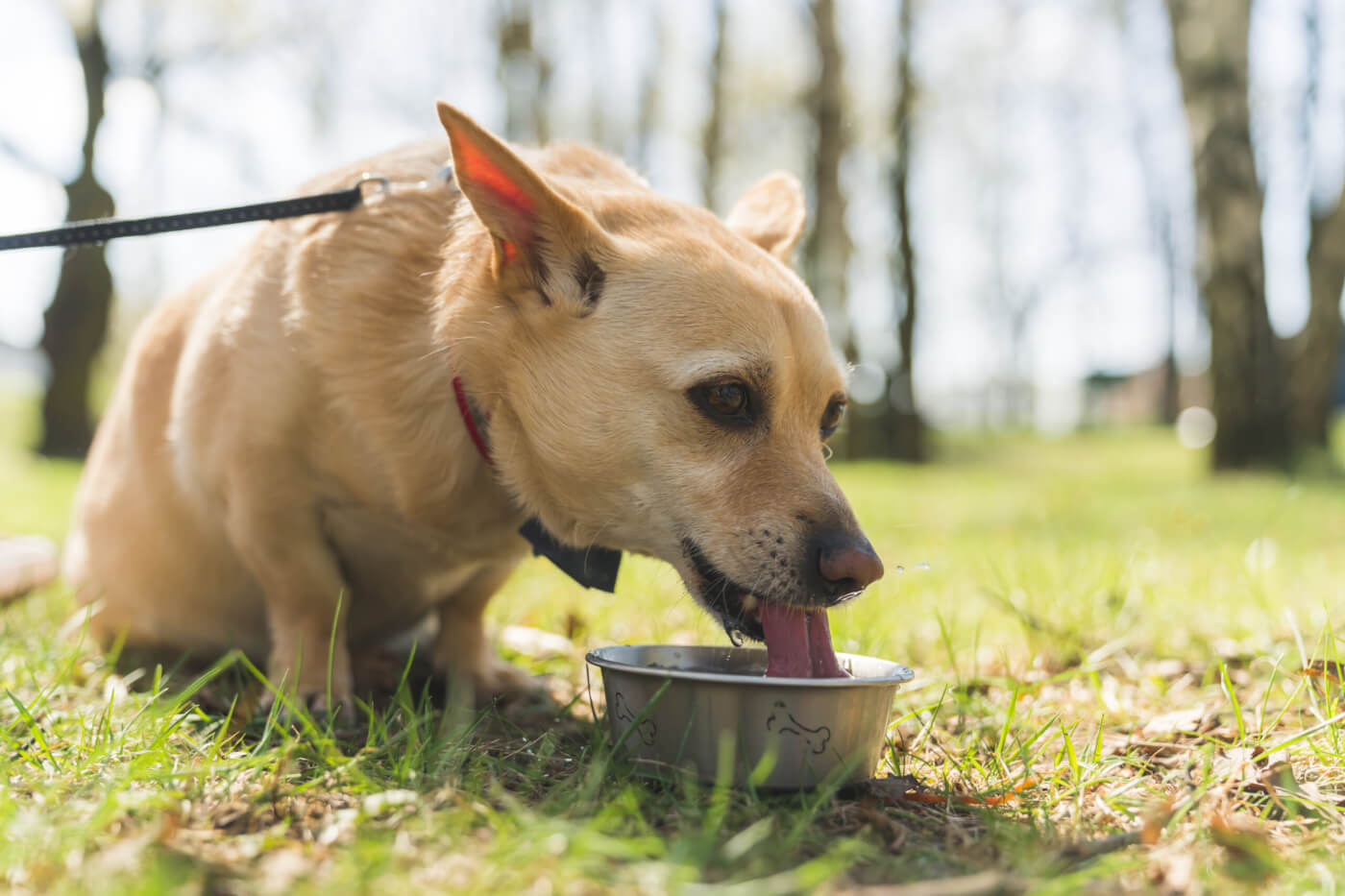 10 Small Acts, Big Impact | PETA