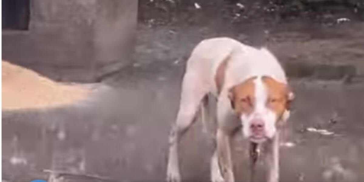 Chained Dog in Rain Video Moves Millions | PETA