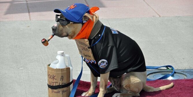 11 Funny Rabbit Videos That Will Brighten Your Day | PETA