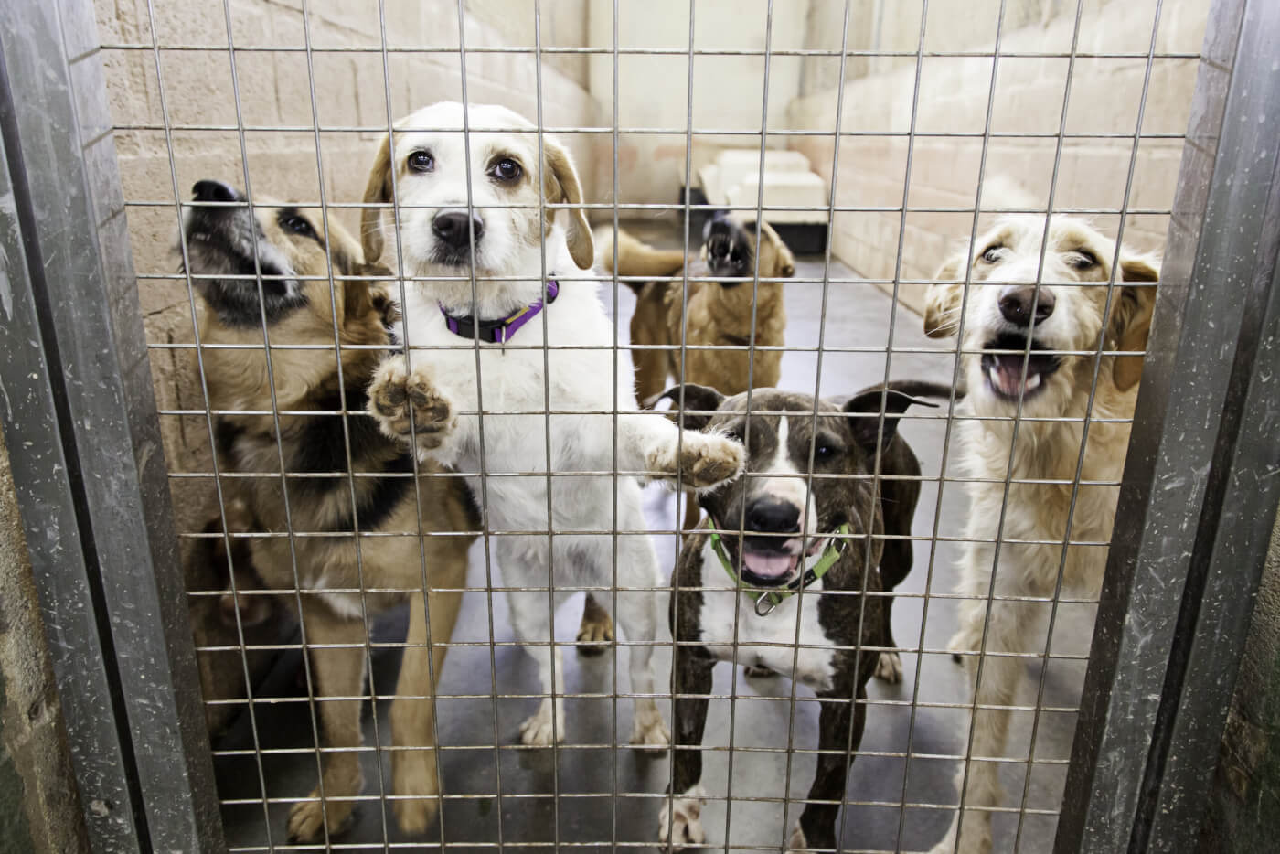 SHOCKING! The Slow-Kill Consequences of Best Friends’ ‘No-Kill’ Agenda ...