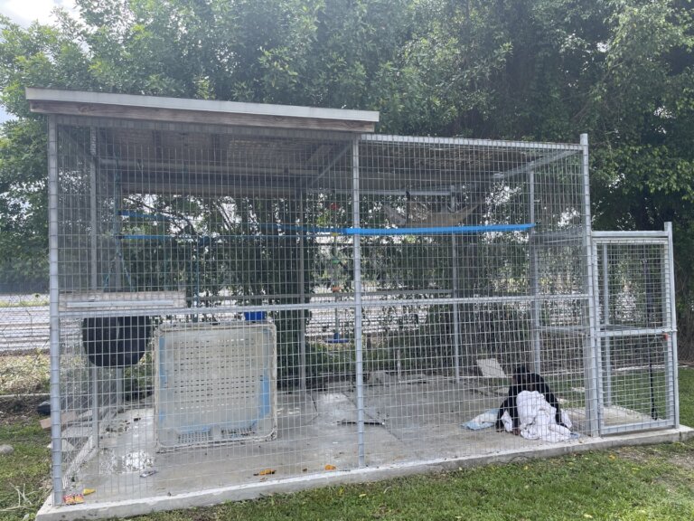 Meet Limbani: The 25th Chimpanzee PETA Has Helped Rescue So Far! | PETA