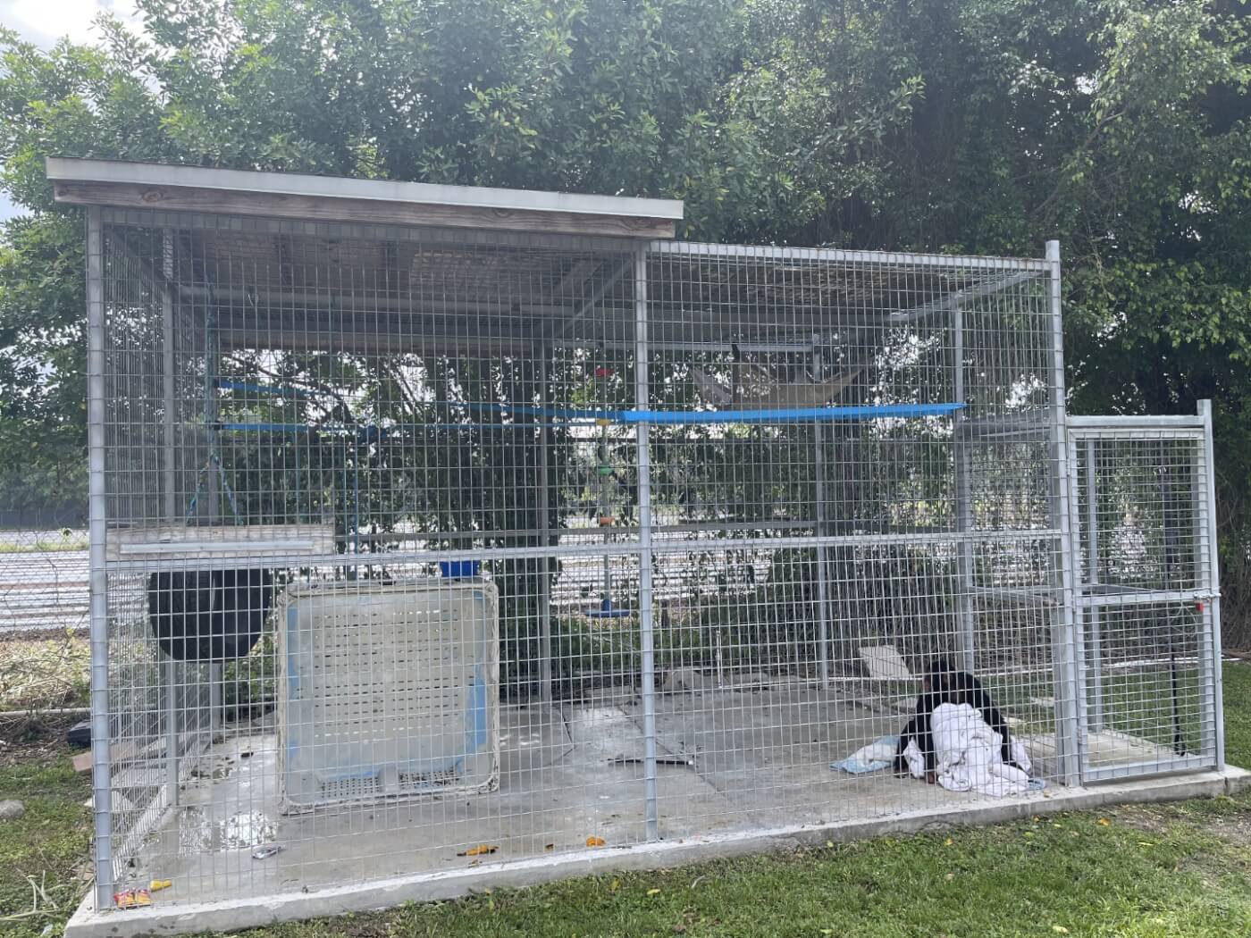 Meet Limbani: The 25th Chimpanzee PETA Has Helped Rescue So Far! | PETA