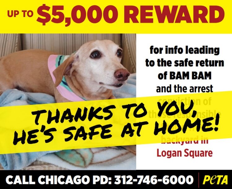 Stolen Dog Bam Bam Found After 2 Months | PETA