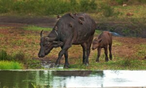 Trophy Hunter Killed by Cape Buffalo in South Africa | PETA
