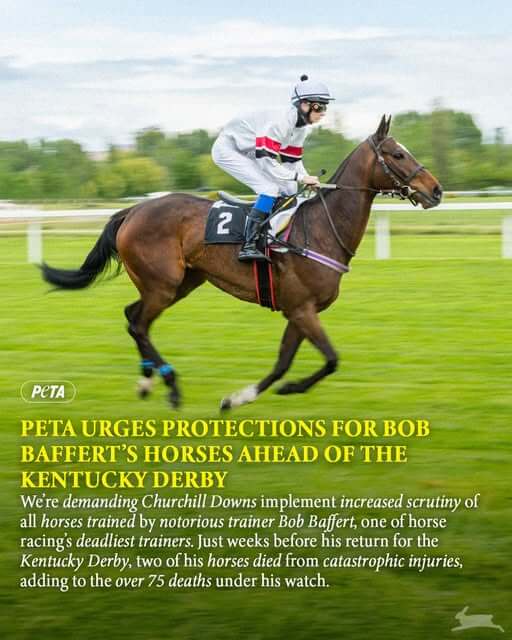How Many Horses Have Died at Churchill Downs? | PETA
