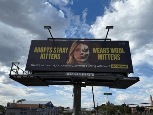 ‘What’s Wrong With You?’ New PETA Campaign Calls Out Albuquerque’s Wool ...