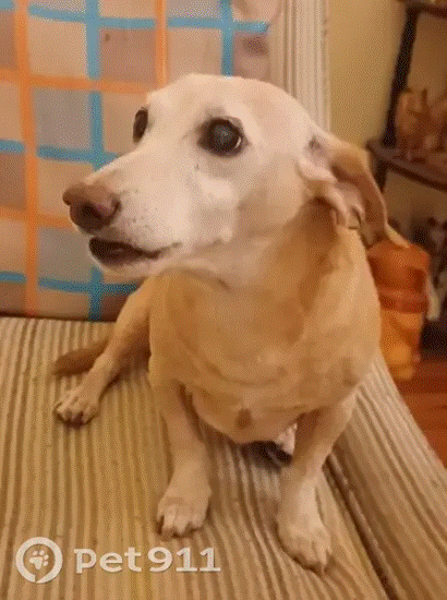 PETA Offers $5,000 Reward for Safe Return of Senior Dachshund Stolen ...