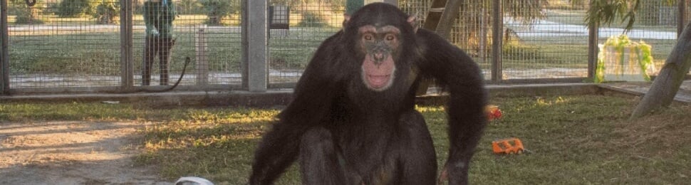 Meet Limbani: The 25th Chimpanzee PETA Has Helped Rescue So Far! | PETA