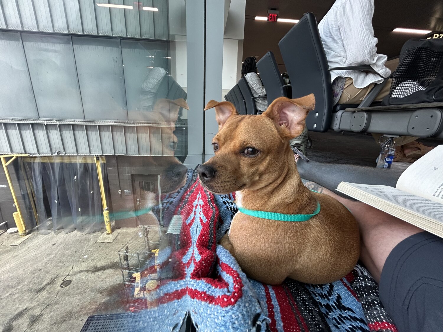 ‘What a Wonderful World’ for This Adoptable Dog, Indeed! | PETA