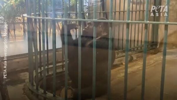 This Thai Department Store Has a Rooftop Zoo | PETA