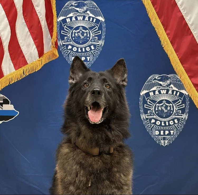 K-9’s Hot Car Death Prompts PETA Plea to Hilo Police Chief: Patrol ...