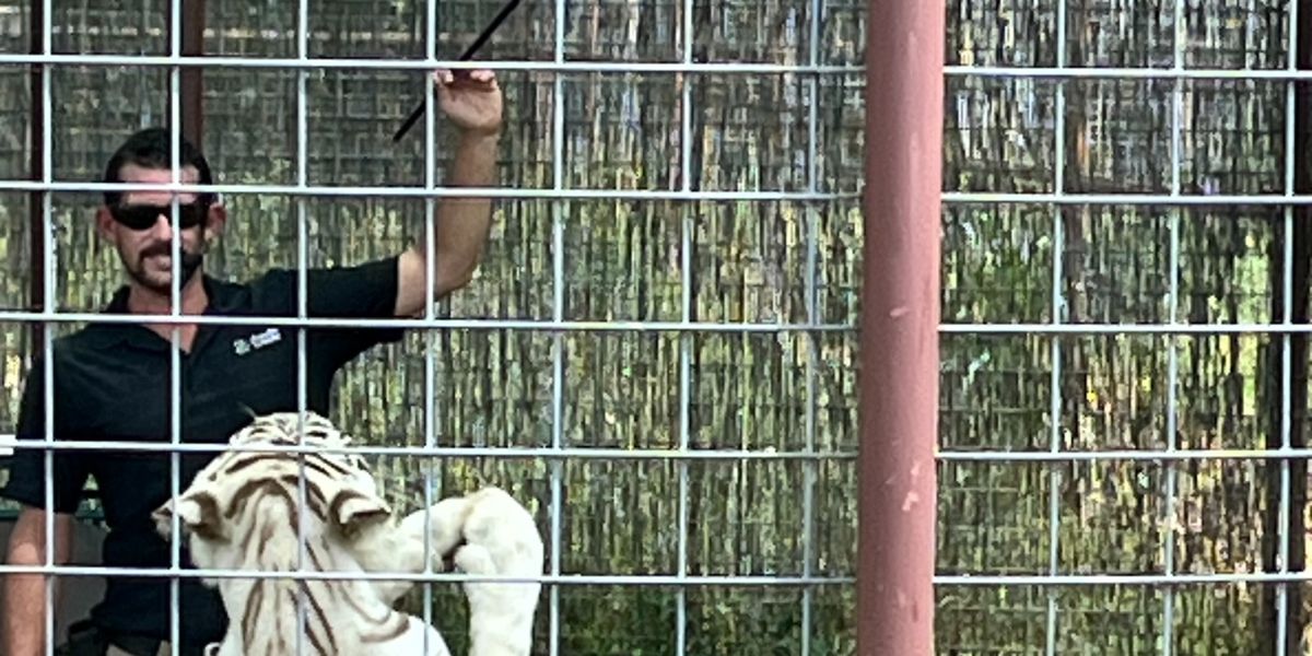 BREAKING: Tiger Kills Joe Exotic Associate | PETA